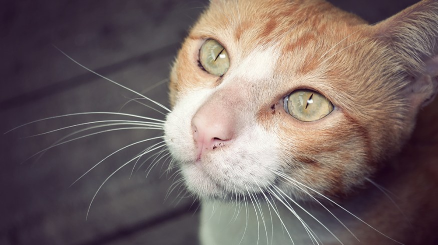 What is a LUT? Explained with Cats.