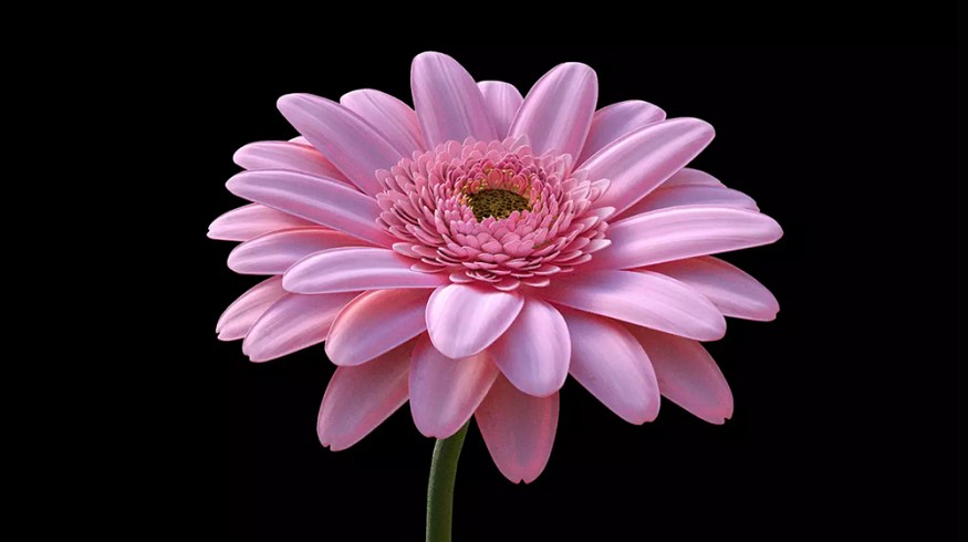 Modeling a Photorealistic Flower in Cinema 4D