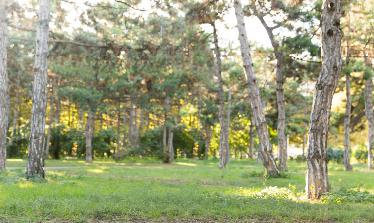 Techniques on How to Animate a 2D Photo in After Effects